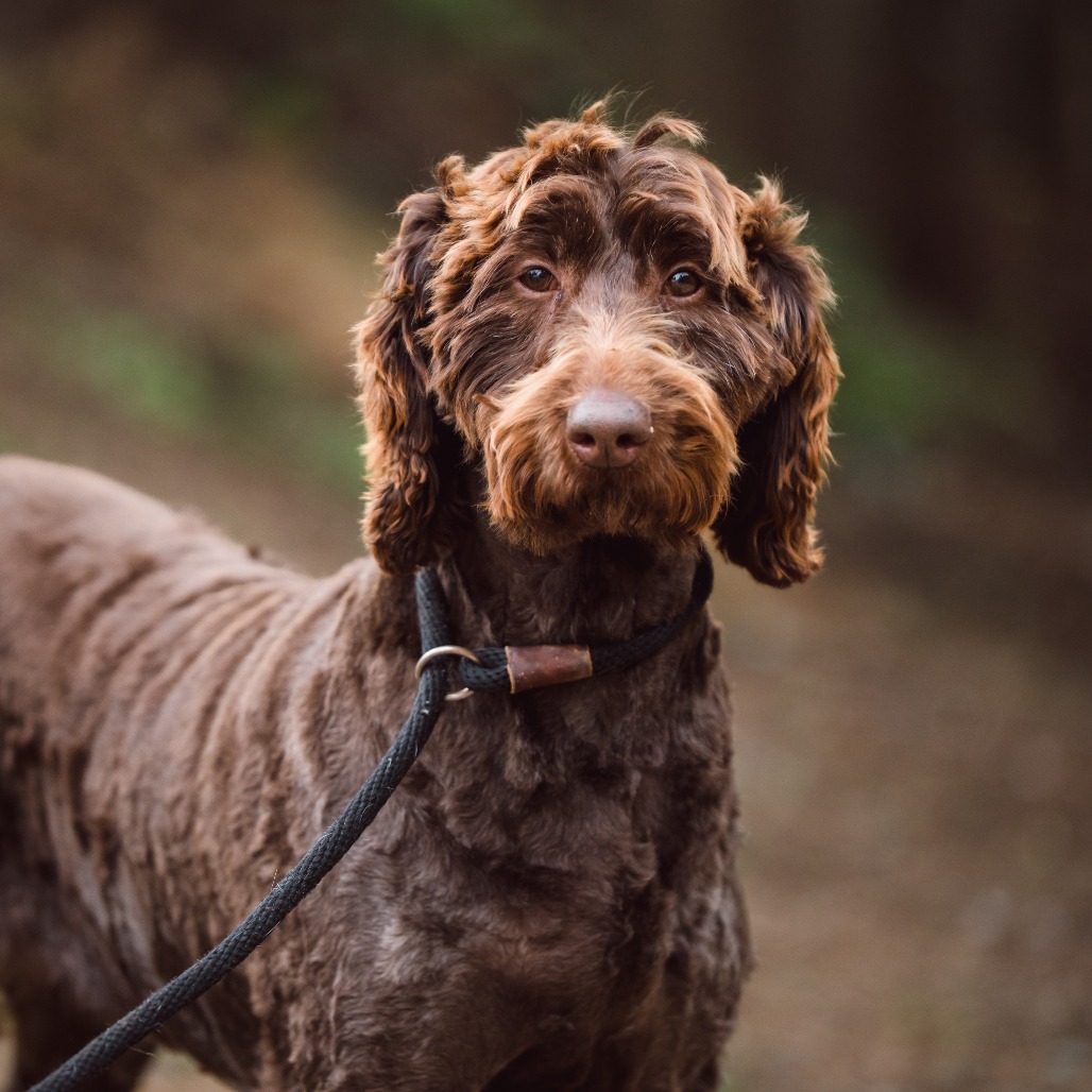 Sheila - Phoenix Animal Rescue