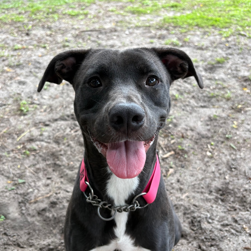 Chick is available for adoption at Humane Society of North Central Florida