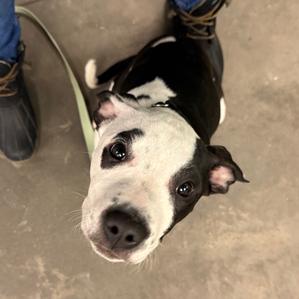 PGH-Stray-117499 - Humane Animal Rescue