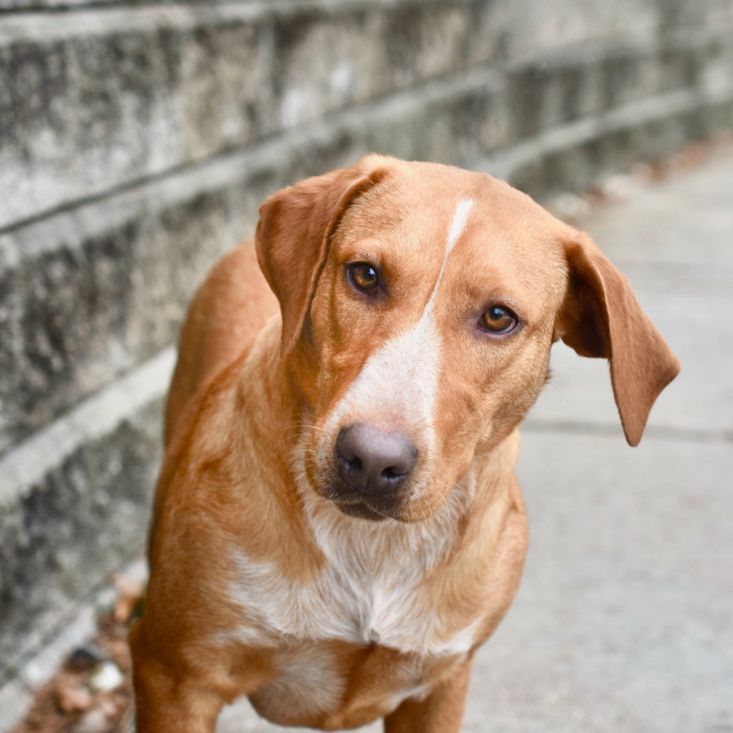 Adopt Dogs - Orphans of the Storm