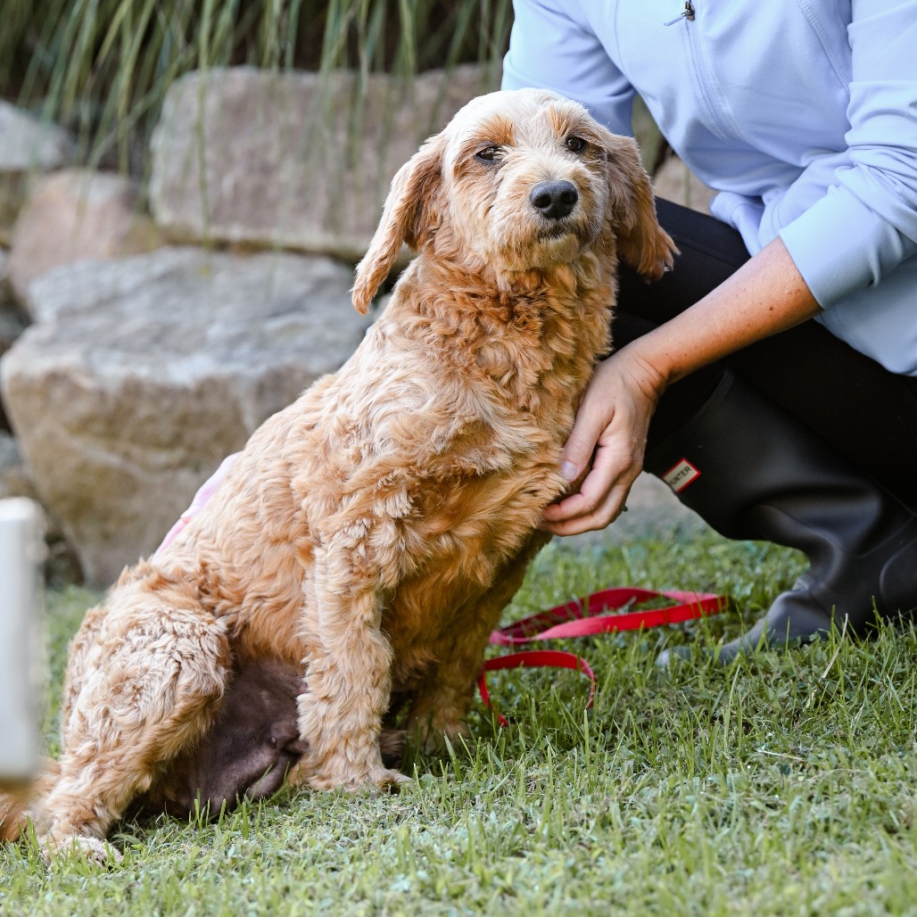 Penelope - Phoenix Animal Rescue