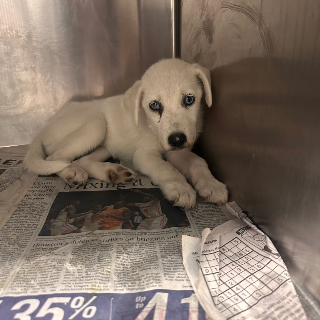 Ritz is available for adoption at Palm Valley Animal Society