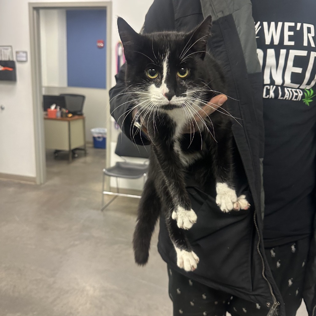 PGH-Stray-117411 - Humane Animal Rescue