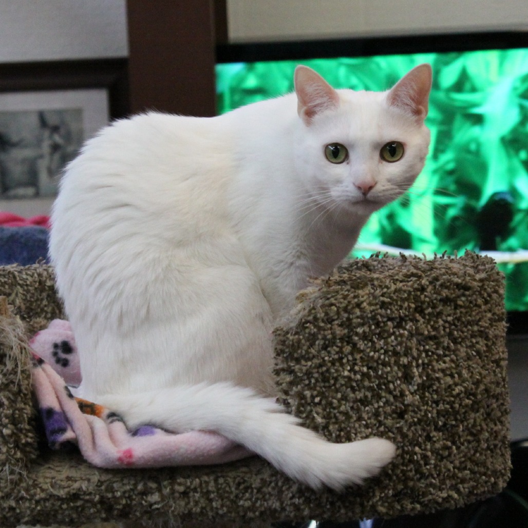 Mickey is available for adoption at Cat Depot