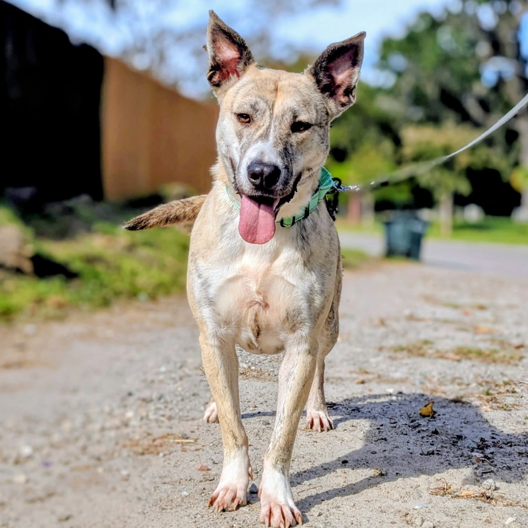 Fluffer Nutter is available for adoption at Renegade Paws Rescue