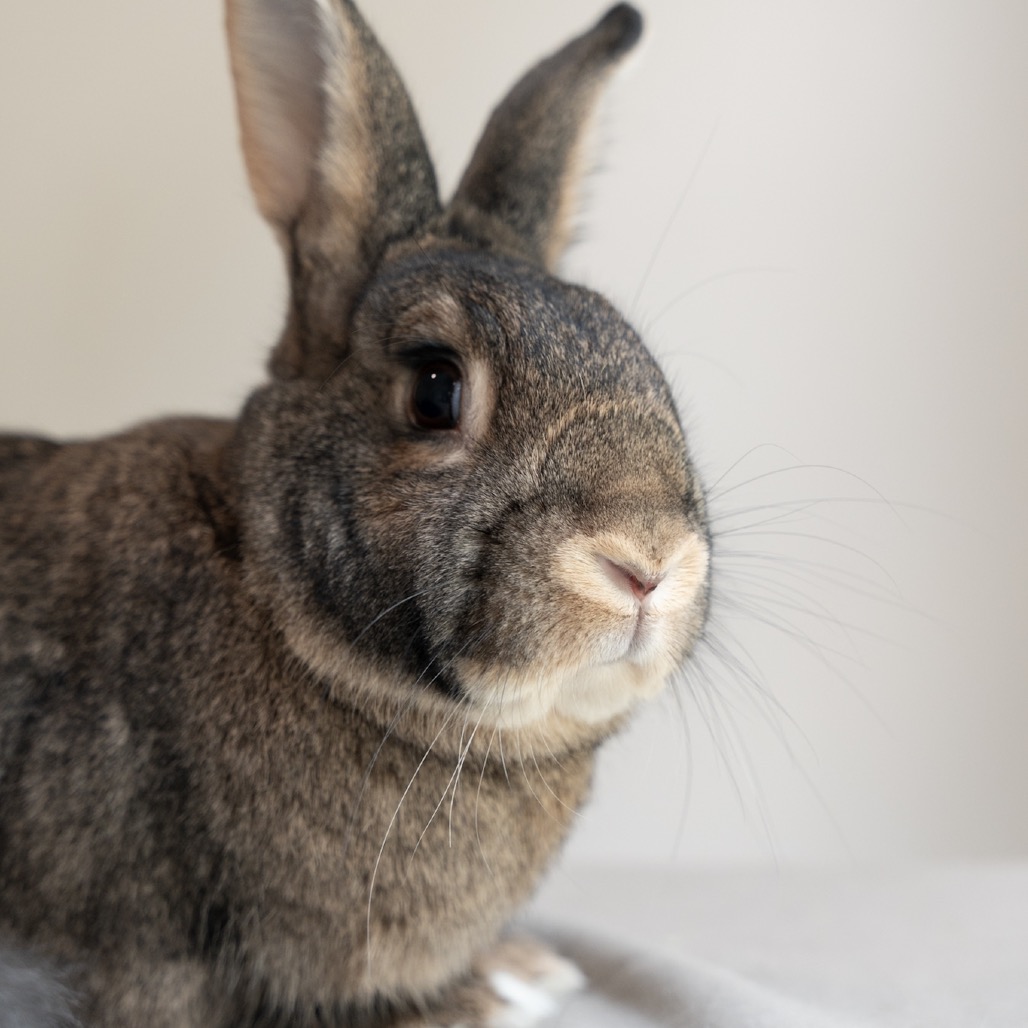 Tapatio is available for adoption at Georgia House Rabbit Society
