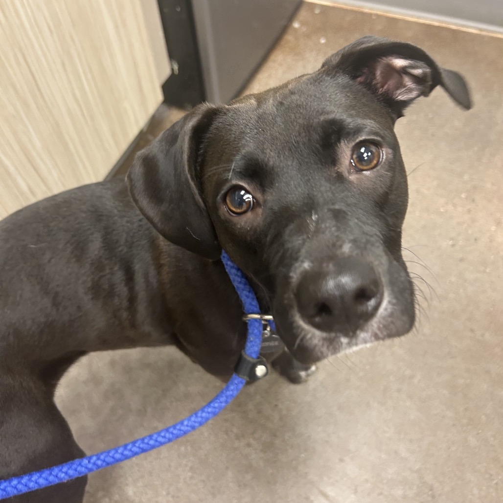 Letti Spaghetti is available for adoption at Humane Educational Society