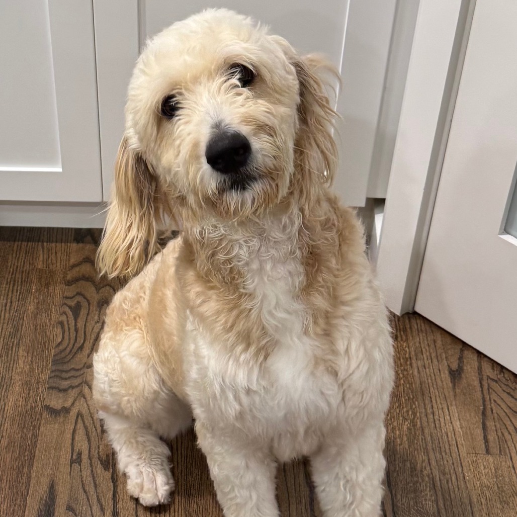 LOTTIE is available for adoption at Milo Foundation