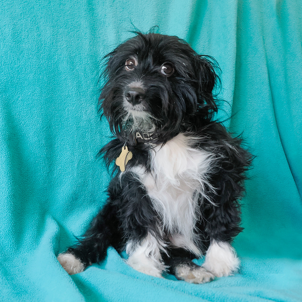 CRISPEN is available for adoption at Milo Foundation