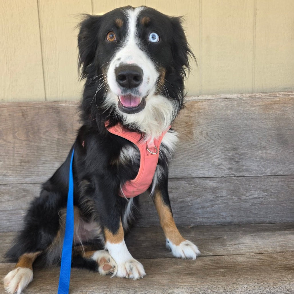 Cinder is available for adoption at Mac's Mission