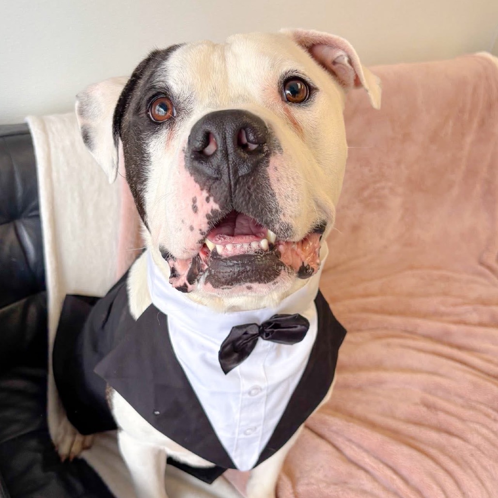 Lucious - Stray Paws Rescue