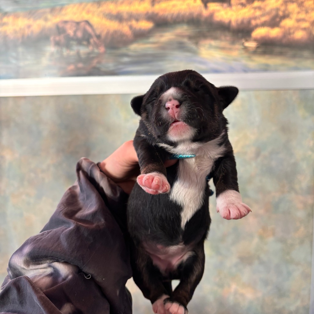 view-animal - Second Chance Animal Rescue Society