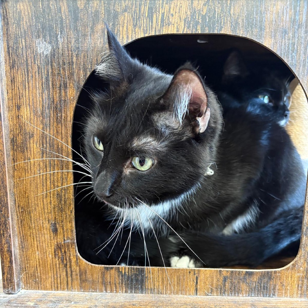 Great Lady Down, FKA-Lulu is available for adoption at Kingman County ...