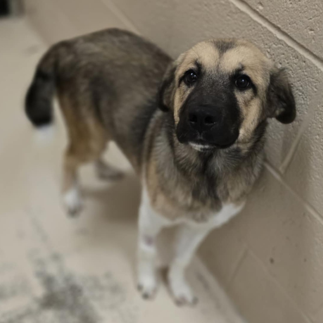 Sunshine is available for adoption at Central Missouri Humane Society