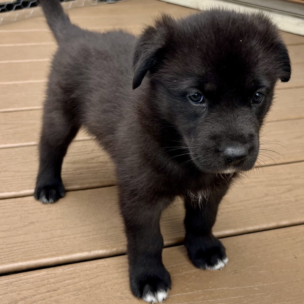 Adoptable Dogs - Rescue Network