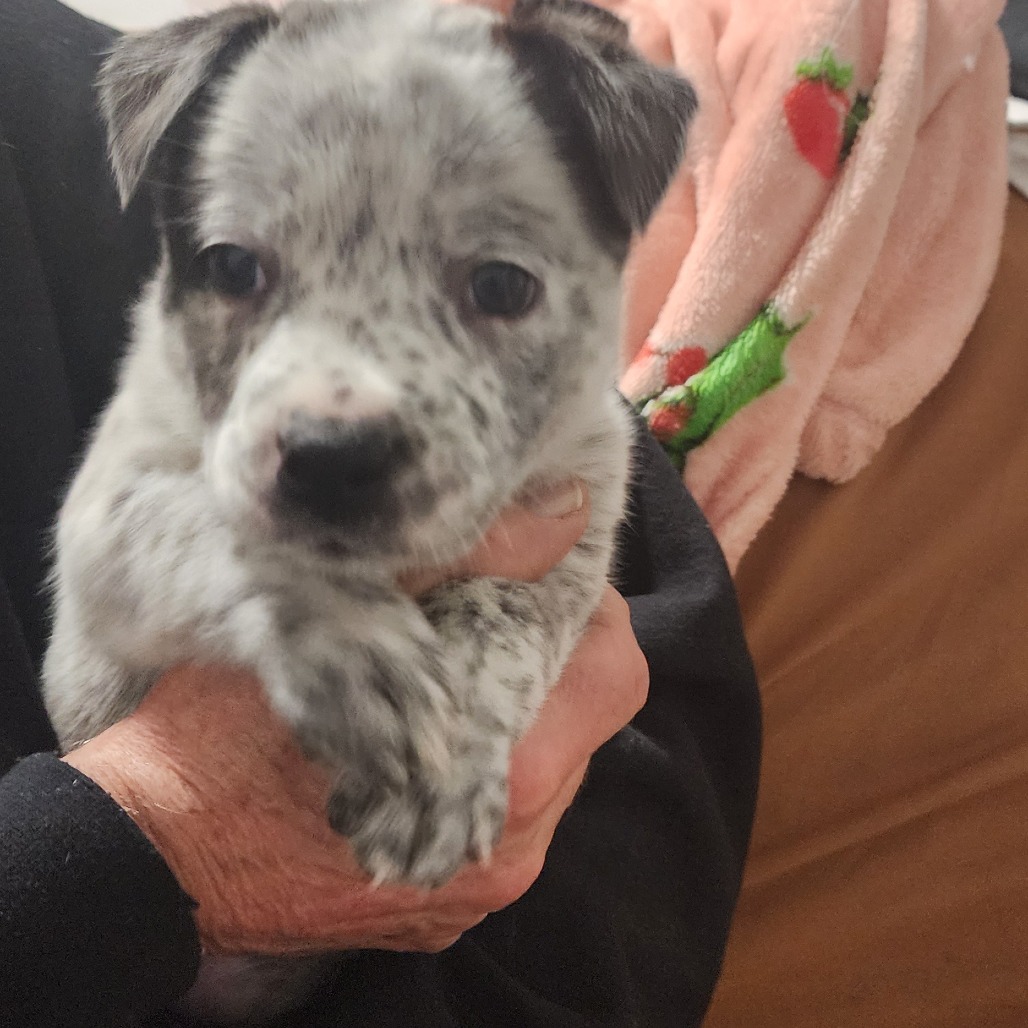 Adoptable Animals - Stray Paws Rescue