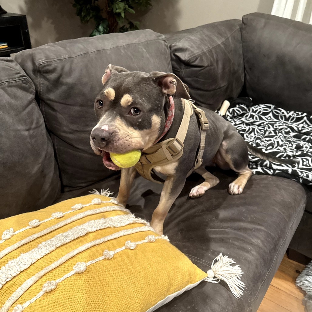 Adoptable Dogs - Stray Paws Rescue