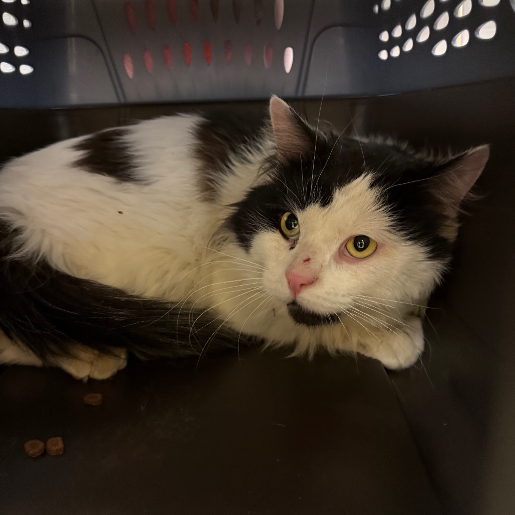 Checkers - Humane Animal Rescue