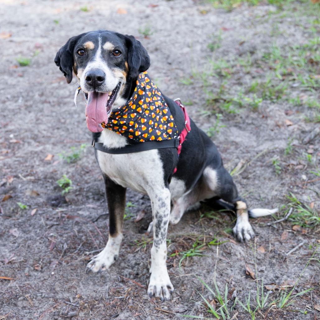 Harvey is available for adoption at Humane Society of North Central Florida