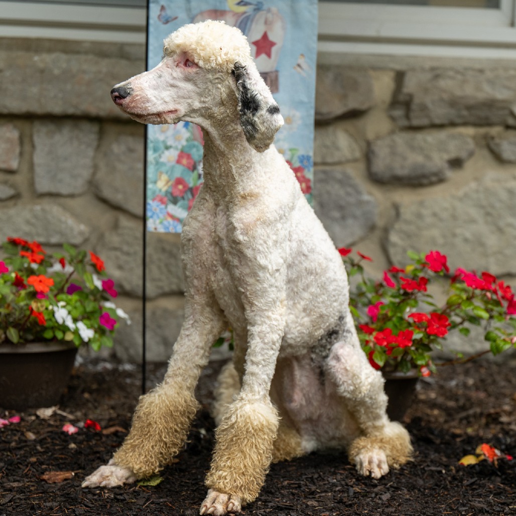 Steve - Phoenix Animal Rescue