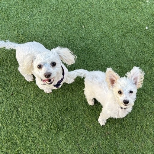 Meet Elsa, a Poodle, Miniature/Mixed Breed (Small) Dog Available For ...