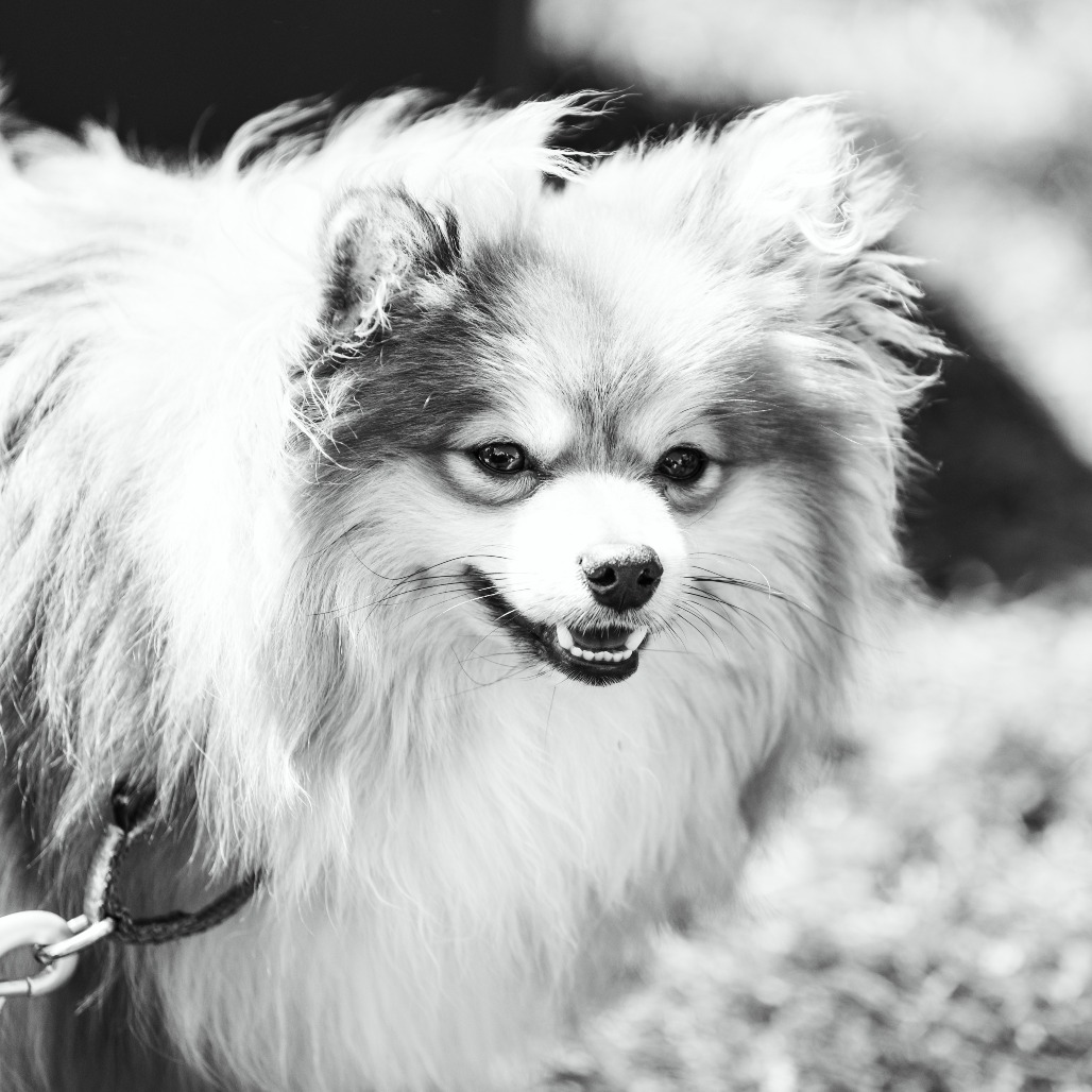 Chester - Phoenix Animal Rescue