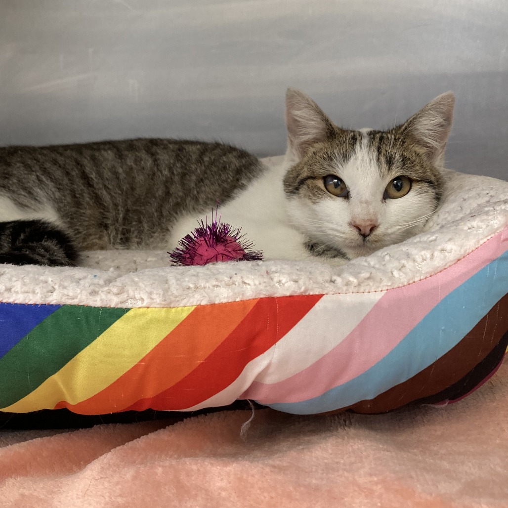 Adoptable – spcaLA