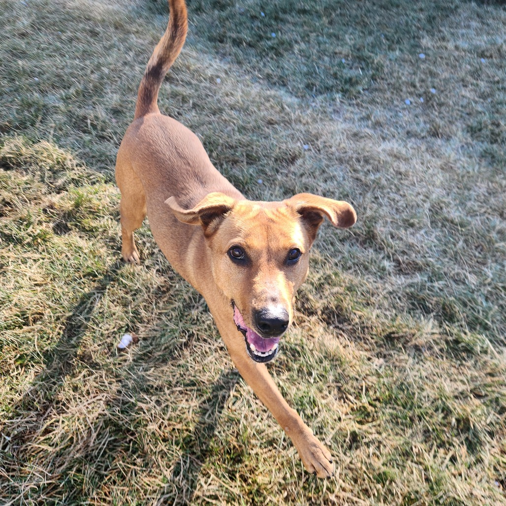 Rozwell - RHSPCA