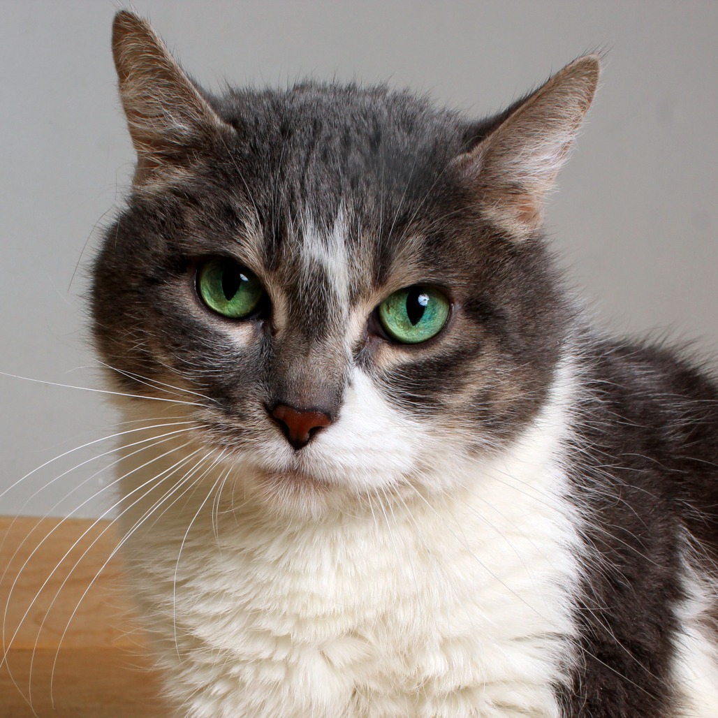 Faheeta Jenkins **(bonded with Jambalaya Jones) C64350 is available for ...