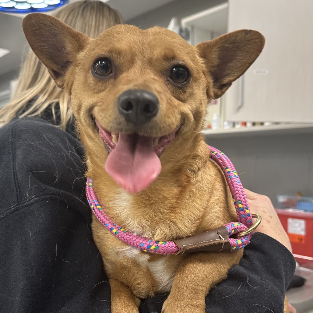 Adoptable Pets Archive - Mountain Humane