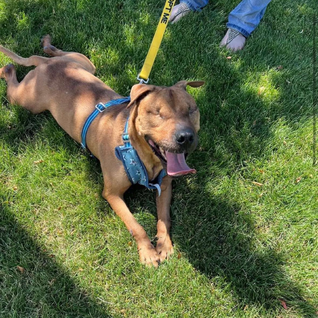 Stewie is available for adoption at Lake Lowell Animal Rescue