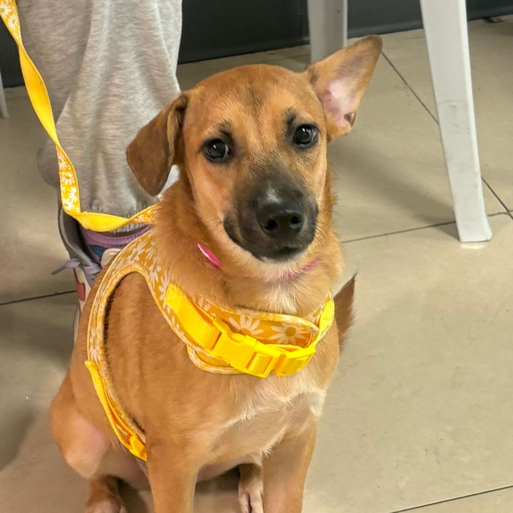 Lilah is available for adoption at The Humane Society of PR
