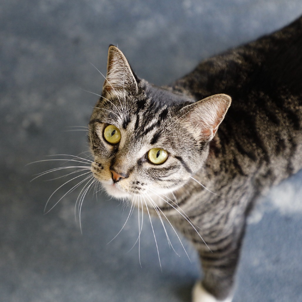 Kit Kat is available for adoption at Humane Society of Tampa Bay ...