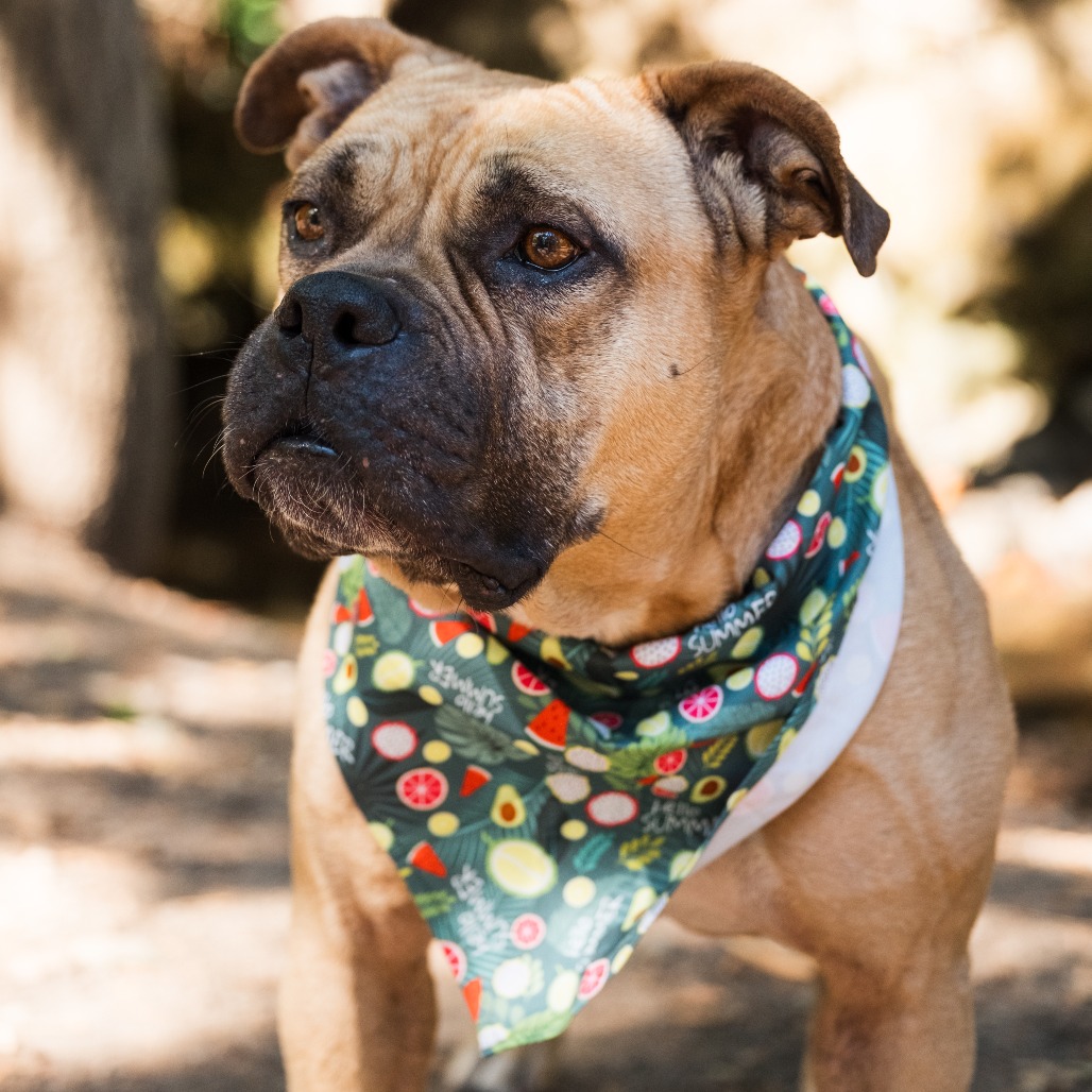 Bella is available for adoption at California Bully Rescue