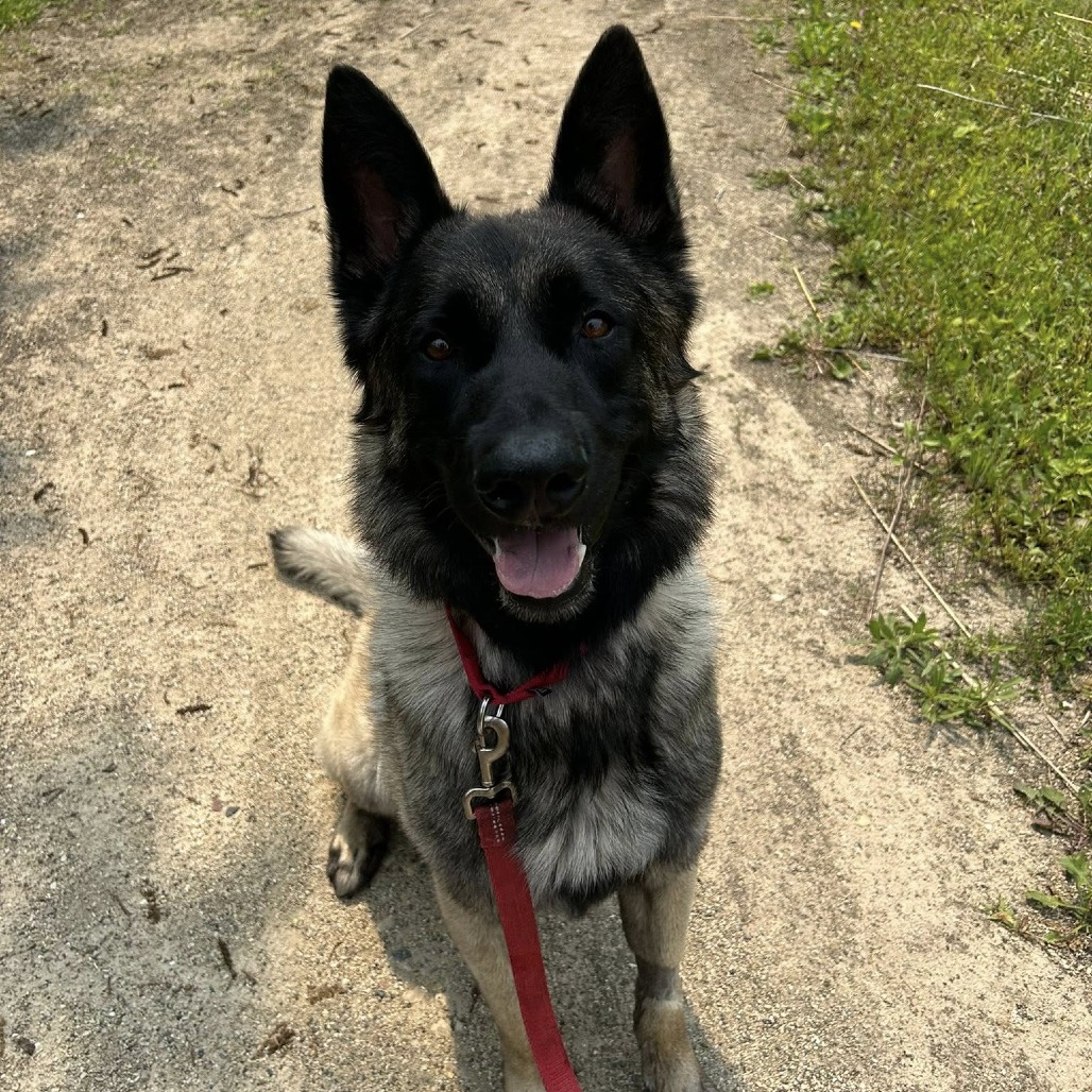 Adopt Dogs - Orphans of the Storm