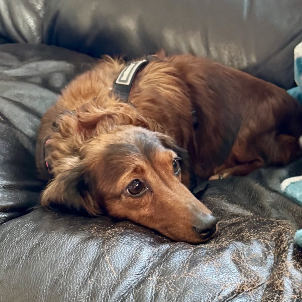 Sunshine - Phoenix Animal Rescue