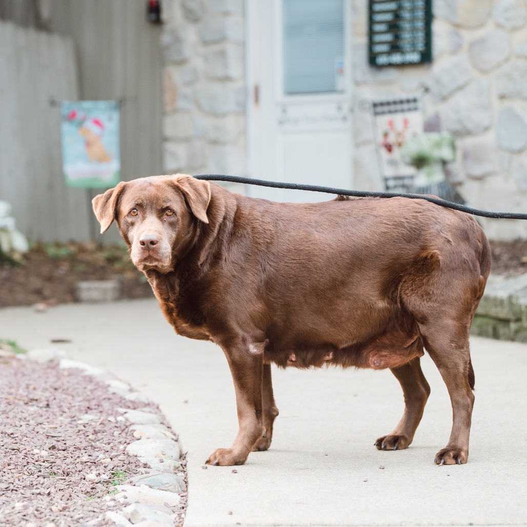 Ginger - Phoenix Animal Rescue