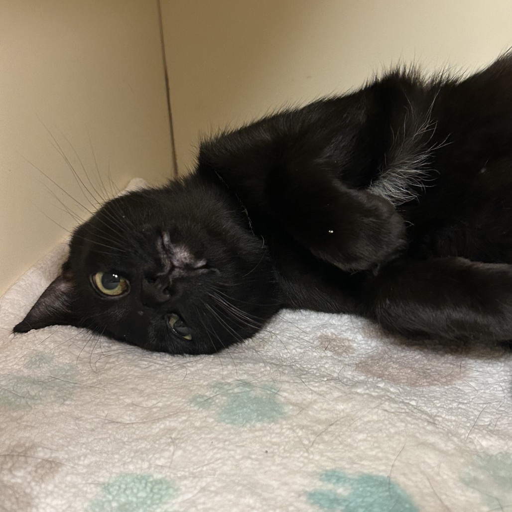 Mrs. Peacock is available for adoption at Humane Society Of Greater Dayton