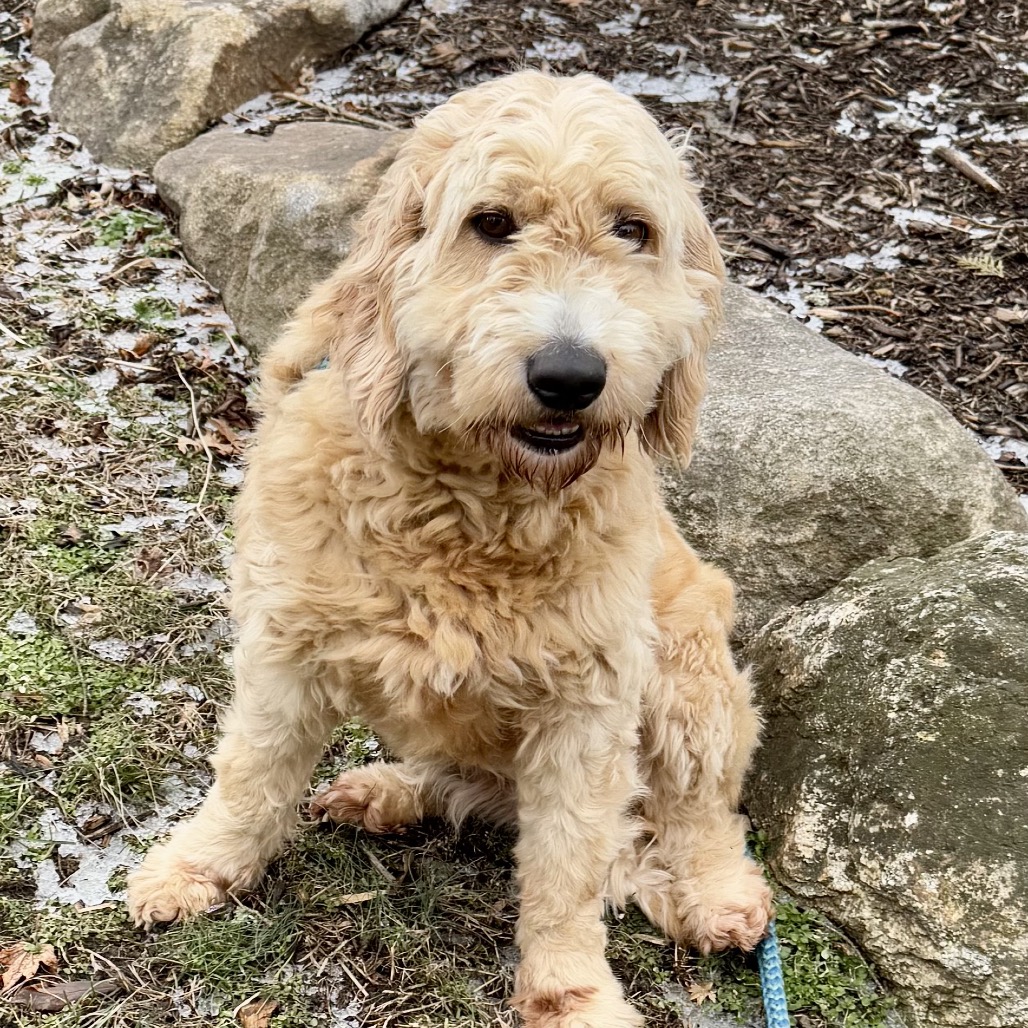 Phoenix Animal Rescue - Rescuing and Rehoming Pets in Need