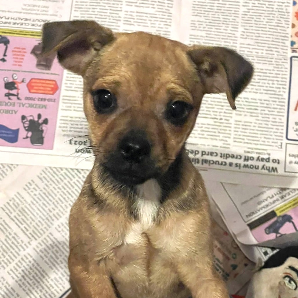 Spice (212468292) | God's Dogs Rescue