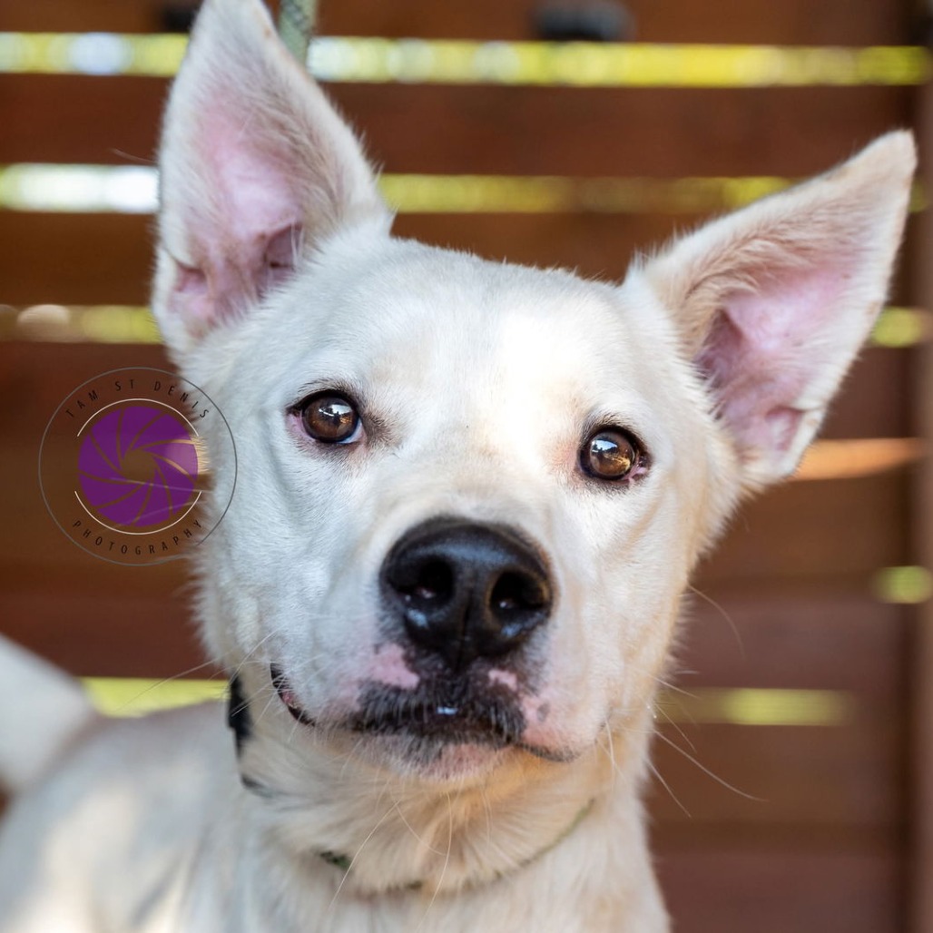 Dogs for Adoption in Weatherford, TX | Weatherford Wags