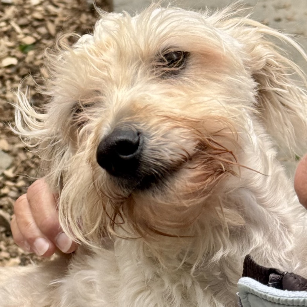 Lyra - Phoenix Animal Rescue