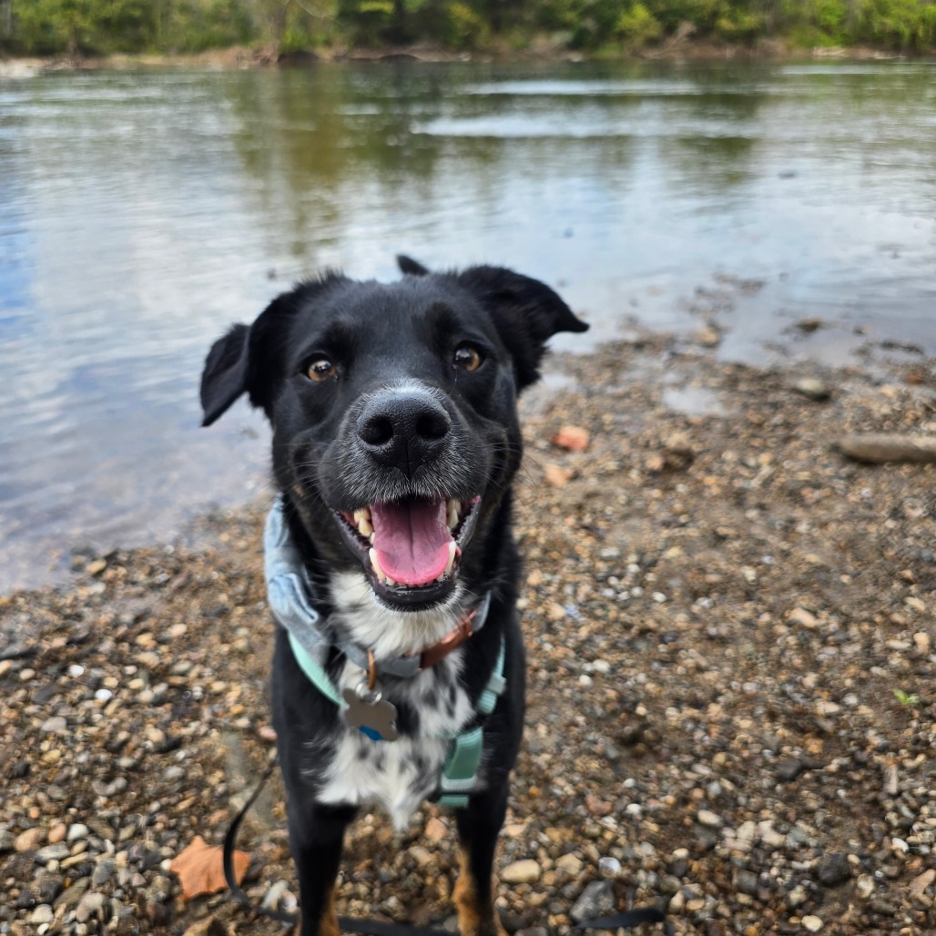 Pupperino FKA Lazy River – LDCRF