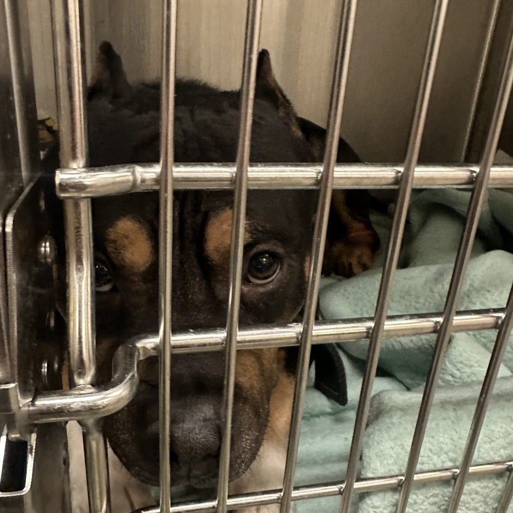 25-1057 - Humane Animal Rescue