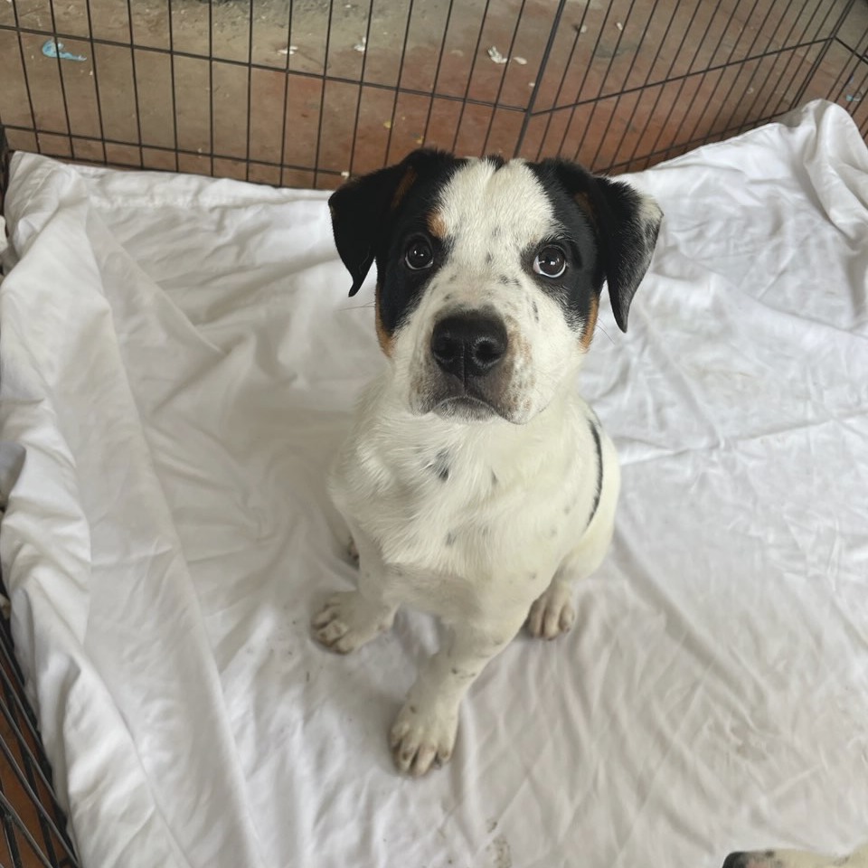 Adoptable Pets Archive - Mountain Humane