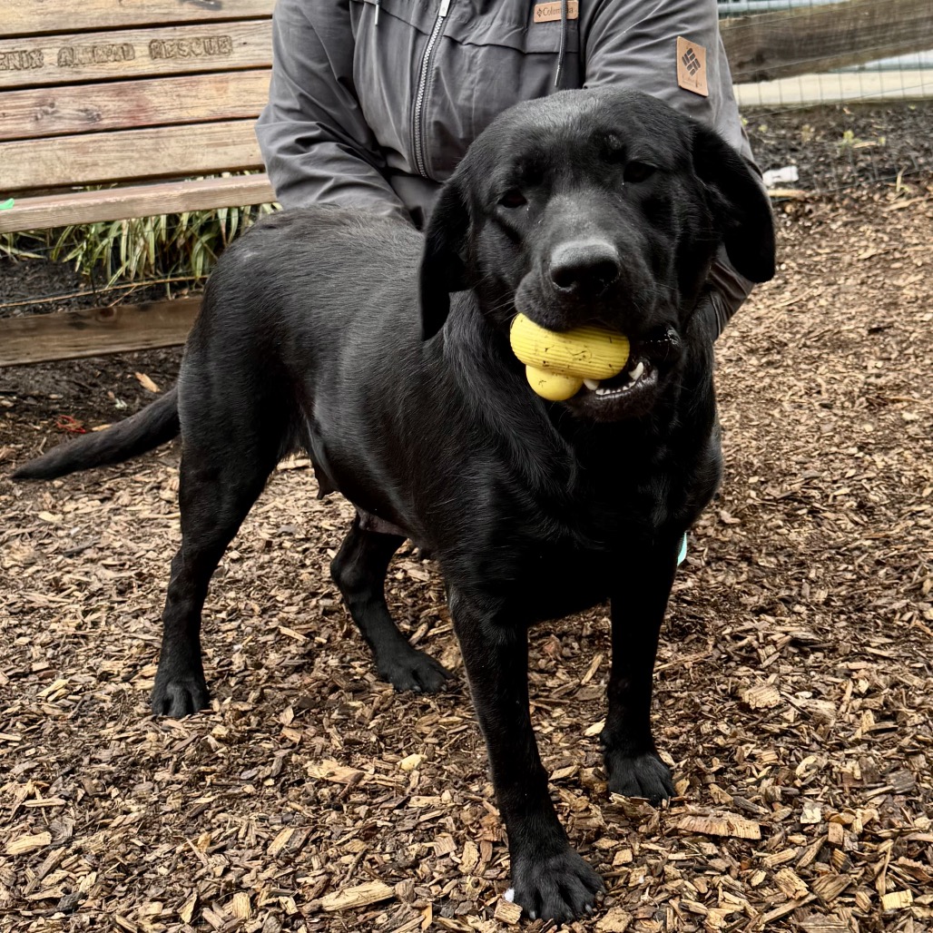 Shadow - Phoenix Animal Rescue