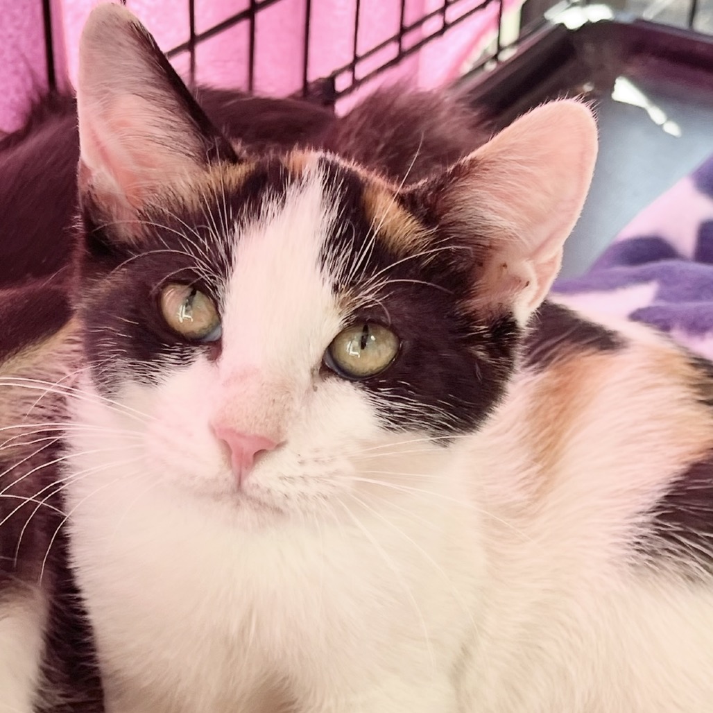 Adopt Cats - Orphans of the Storm