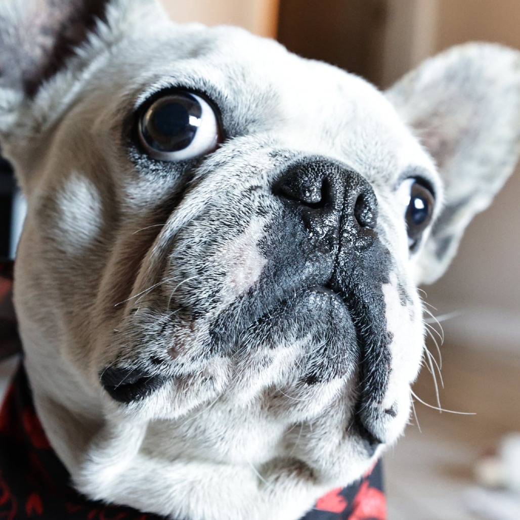 Jimmy Chew (212475941) | God's Dogs Rescue