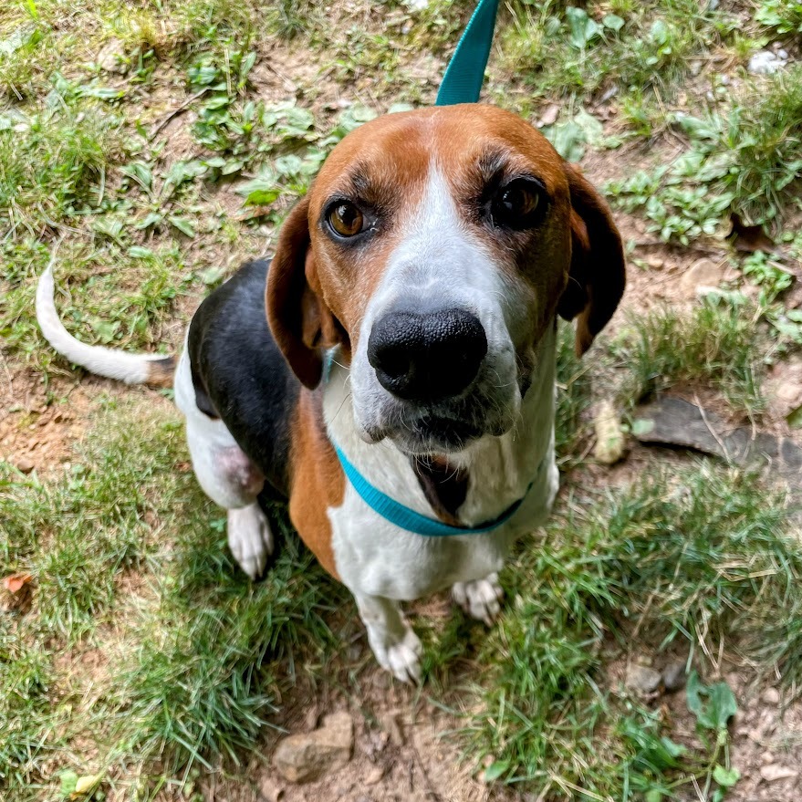 Norah is available for adoption at Staunton Augusta Waynesboro Animal ...