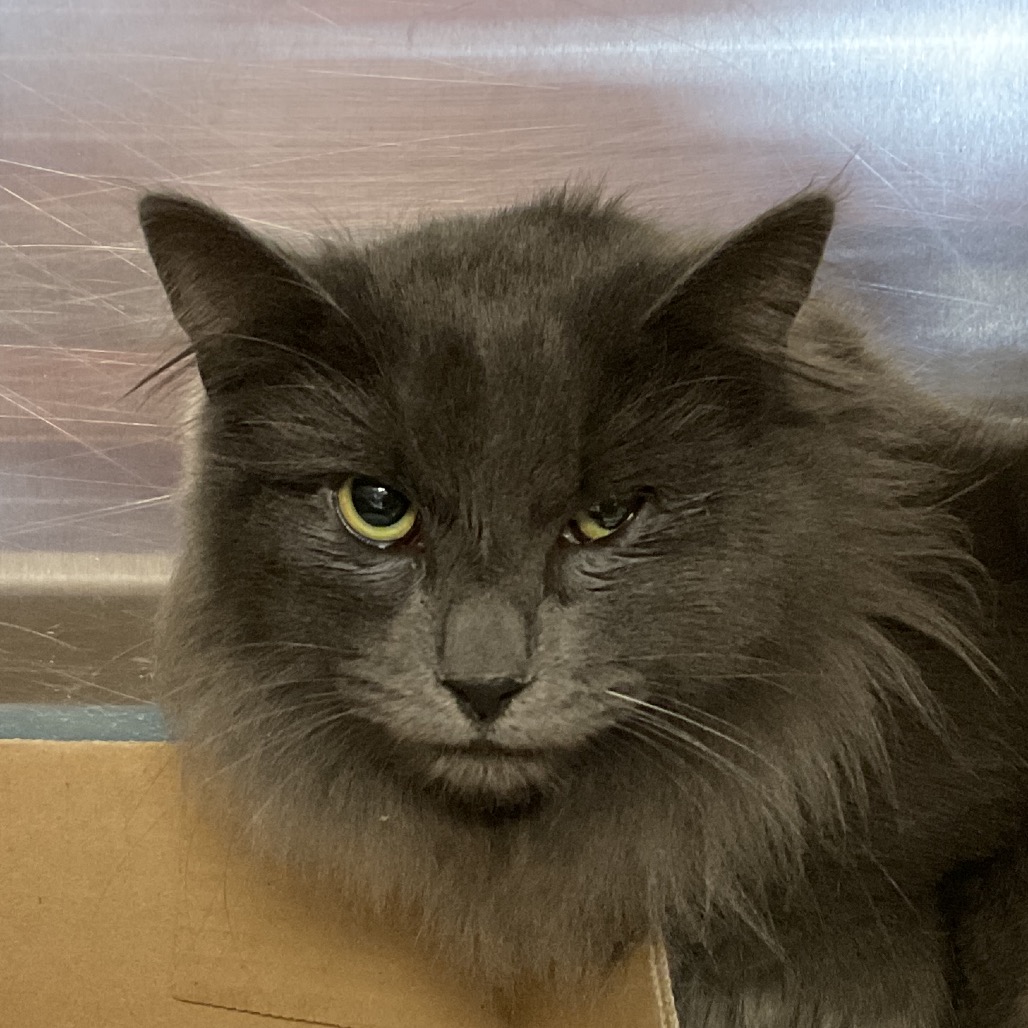 Winston is available for adoption at Ten Lives Club, Inc.